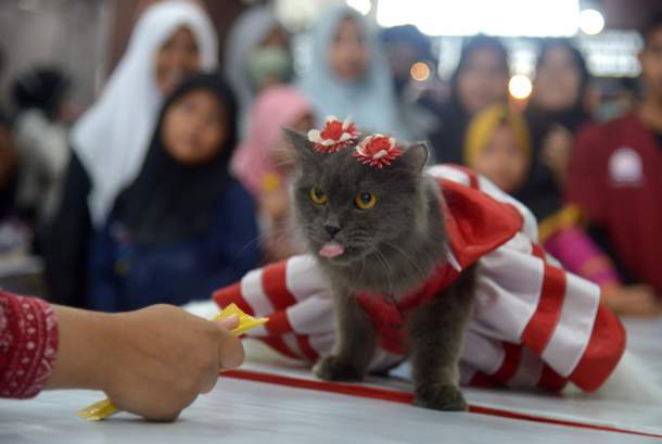 Mengungkap Misteri Mengapa Manusia Menyukai Kucing