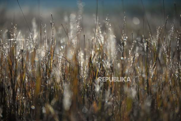Bunga Es di Kawasan Dataran Tinggi Dieng