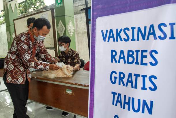 Melindungi Diri dan Keluarga dari Ancaman Rabies yang Meningkat