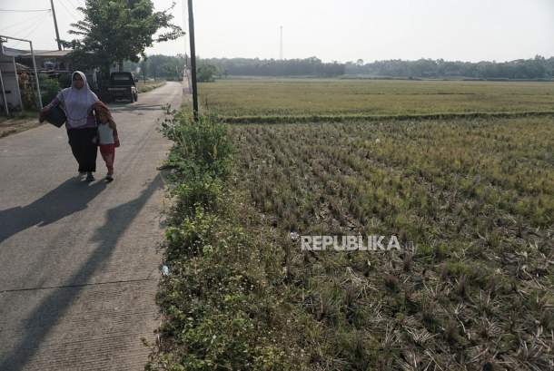 Petani Resah Sawah Mulai Retak-Retak