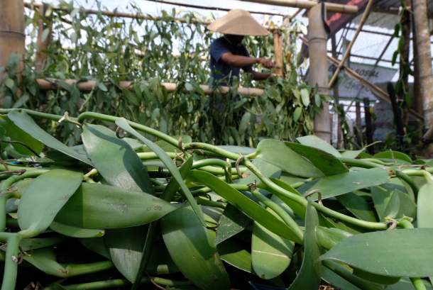 Daya Saing Vanili Indonesia di Pasar ASEAN