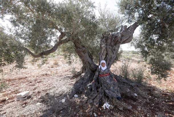 Panen Zaitun Meningkat Berbuah Harapan di Gaza