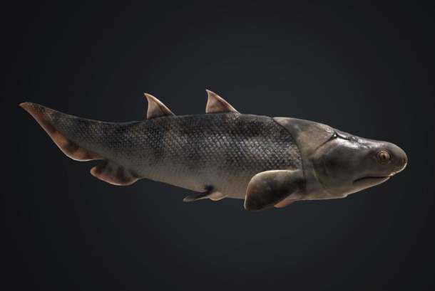 Fosil Gigi Ikan Tertua Ada di Cina