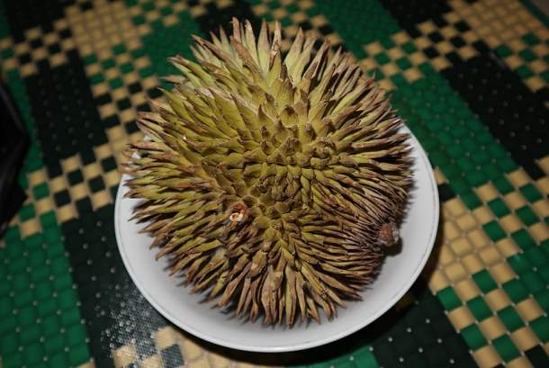 Durian Langka dari Agam, Legit dan tak Berbau
