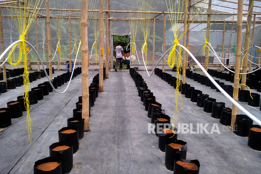 Menanam Melon di Polibag Mulai Dilirik Petani Klaten | Republika Online