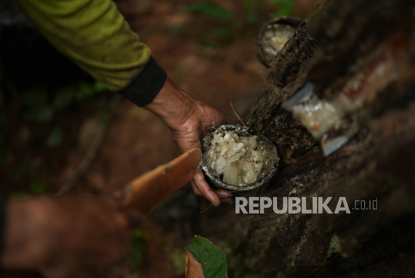Panen Getah Pohon Pinus di Kolaka Timur | Republika Online