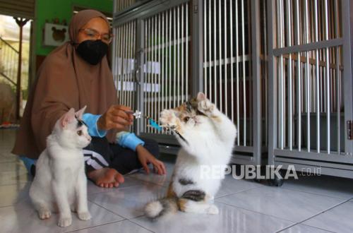 Benarkah Pelihara Kucing Bisa Bikin Mandul? | Republika Online