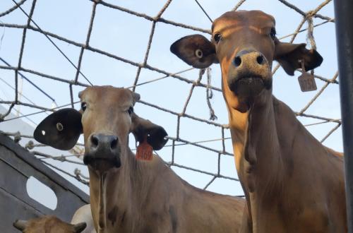 Bapanas Kunci Harga Sapi Hidup Rp 55.000 Jelang Ramadhan dan Idulfitri ...