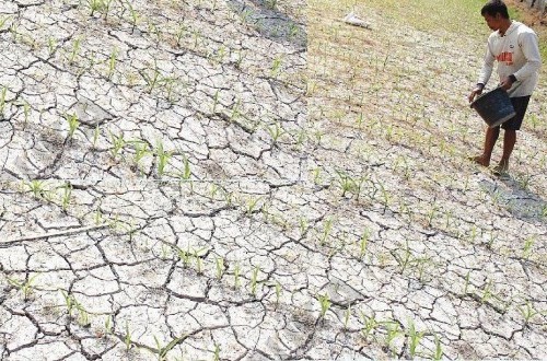 Kementan akan Hidupkan Kembali 4 Juta Ha Lahan Kering | Republika Online