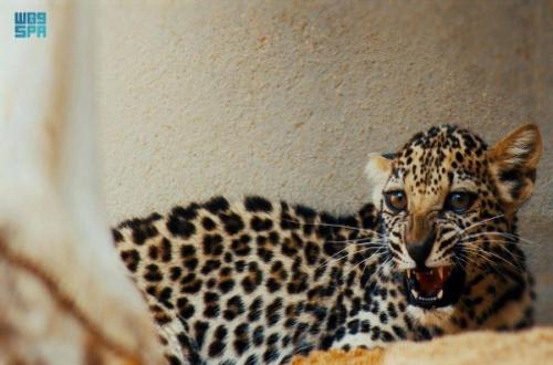 Macan Tutul Arab Dinobatkan Sebagai Maskot Saudi Games 2022 | Republika ...