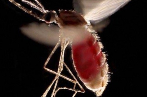 Minahasa Tenggara Temukan 16 Kasus Malaria di Empat Desa | Republika Online