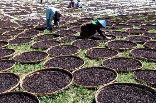 Warga Tidore Nikmati Hasil Panen Cengkeh | Republika Online
