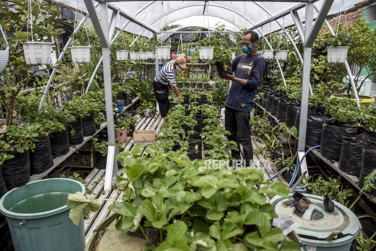 Agrowisata Urban Farming di Bandung