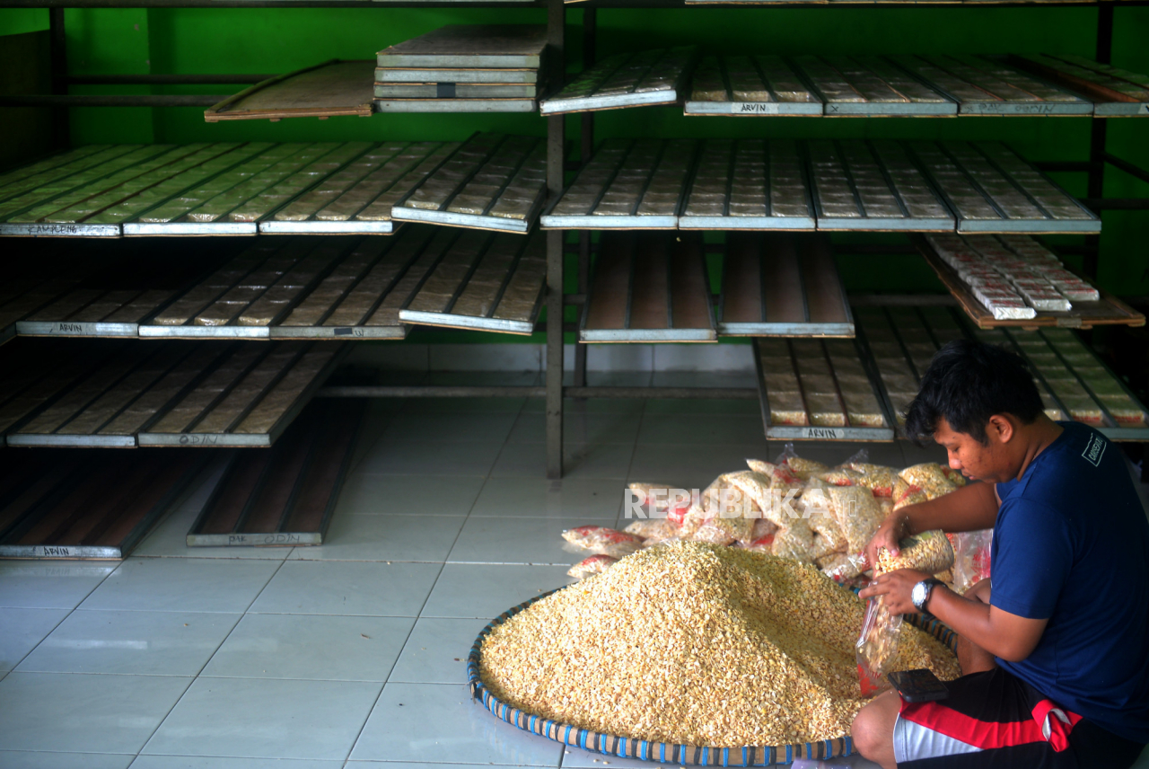 Pengerajin Tempe Memperkecil Ukuran