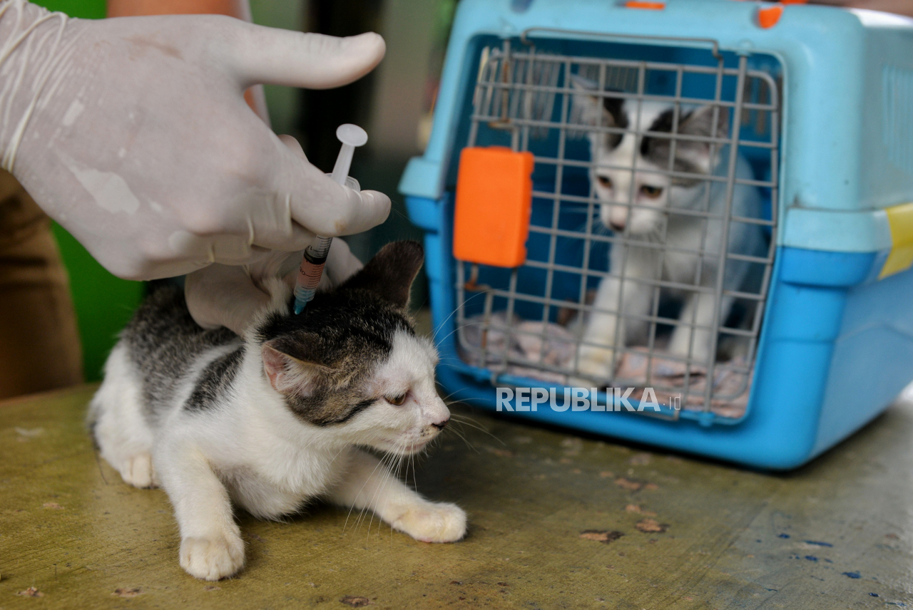 Vaksinasi Rabies di Jakarta Selatan