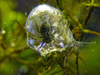 Laba-Laba Ini Bisa Hidup di Bawah Air | oceania.id