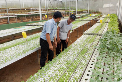 Hidroponik Solusi Pertanian Masa Depan Berkelanjutan | legioma