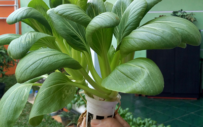 Ciri-ciri dan Kelebihan Sayuran Hidroponik | legioma